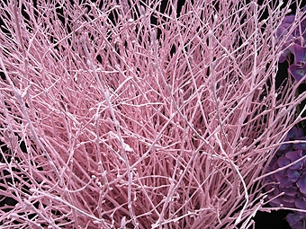 Lithomax kalktabletter från havskorall - Aquamin + D-vitamin för leder ...